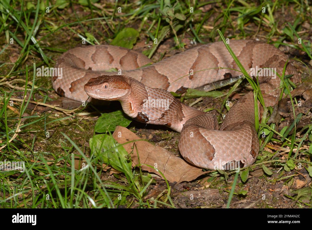 Eastern Copperhead (Agkistrodon contortrix Stock Photo - Alamy