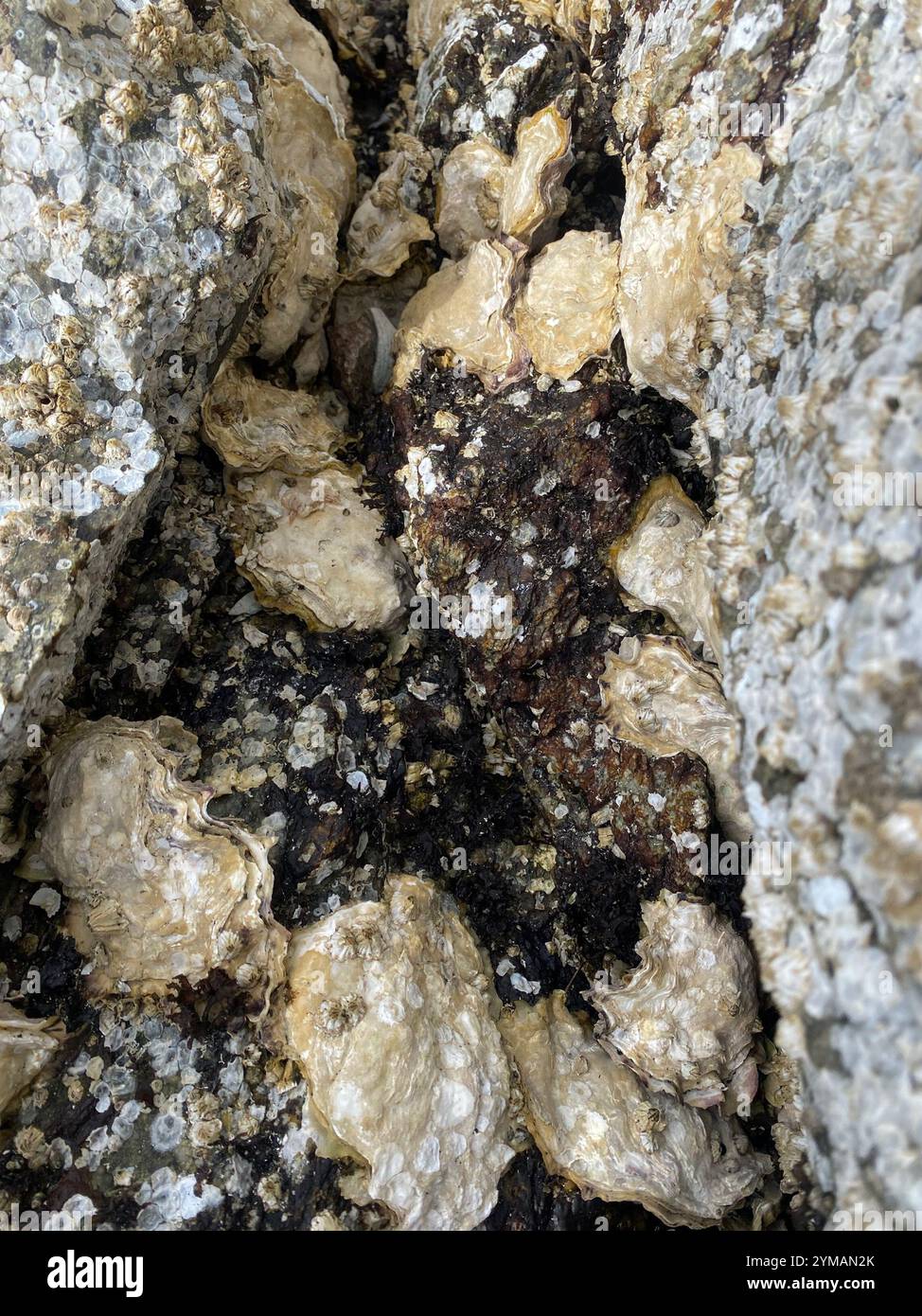 Pacific Oyster (Magallana gigas Stock Photo - Alamy Pacific Oyster (Magallana gigas Stock Photo - Alamy