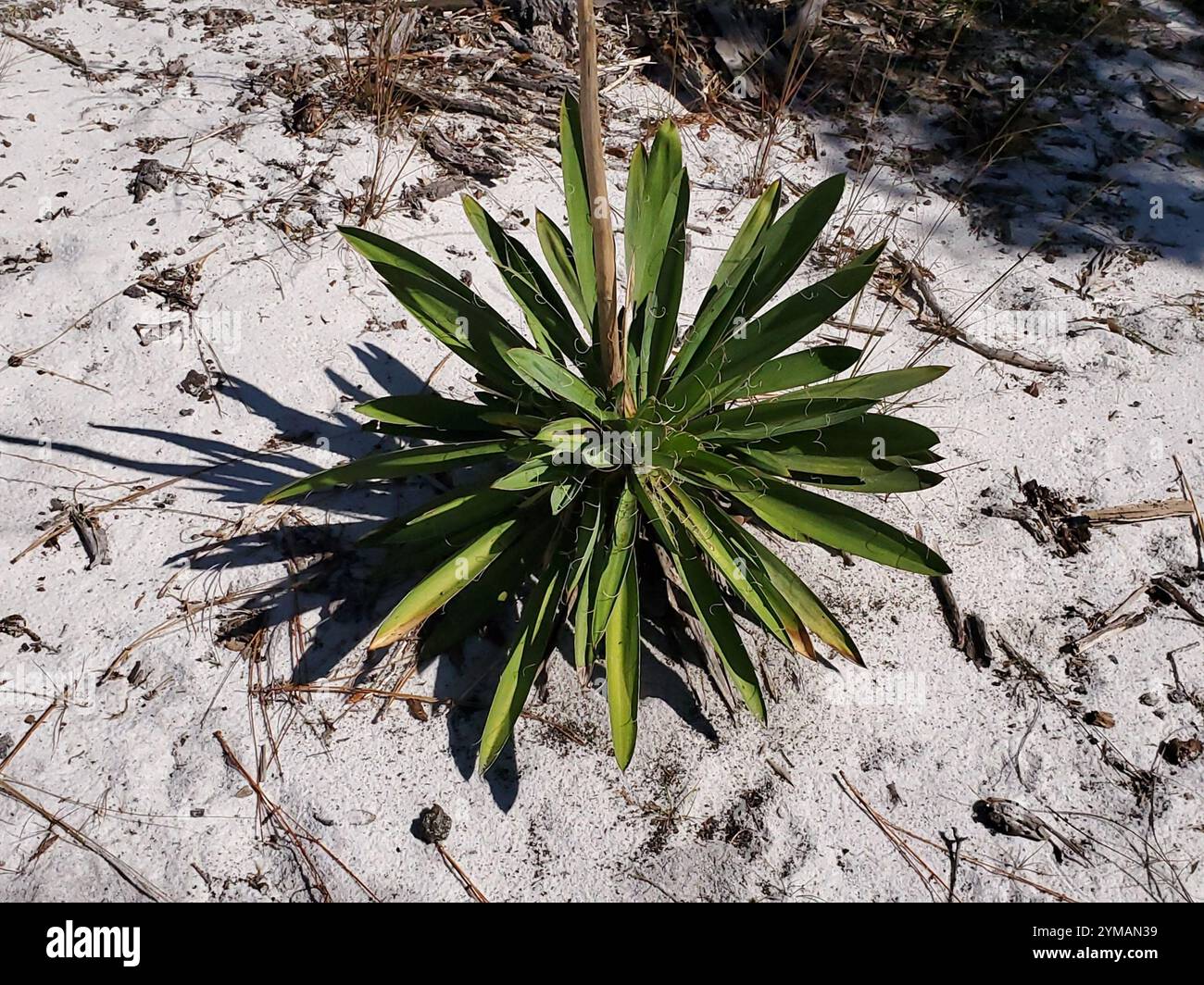 common yucca (Yucca filamentosa Stock Photo - Alamy