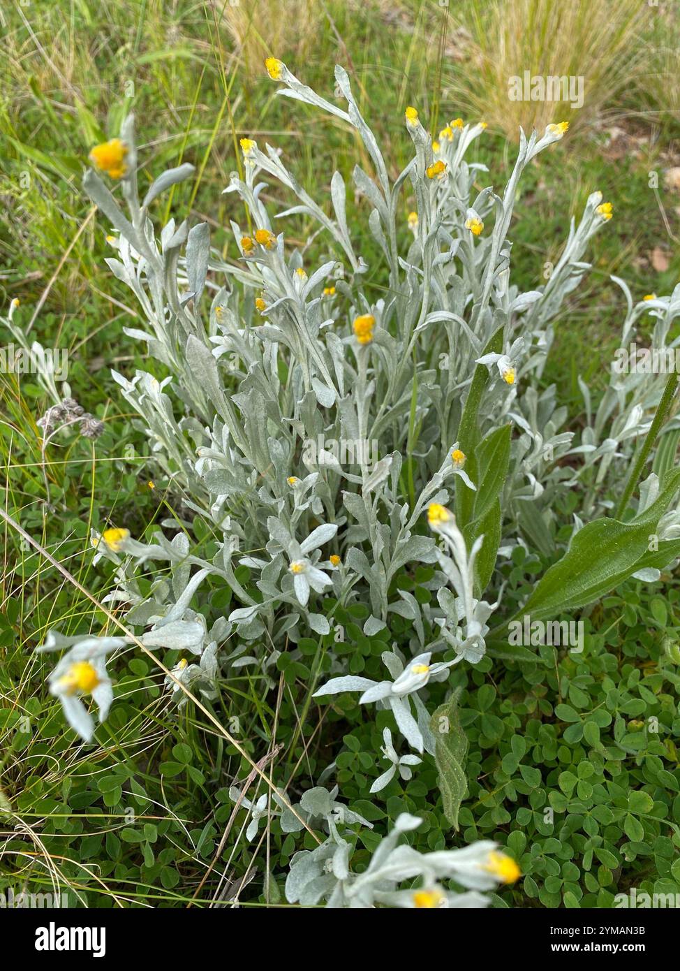 Common Everlasting (Chrysocephalum apiculatum Stock Photo - Alamy