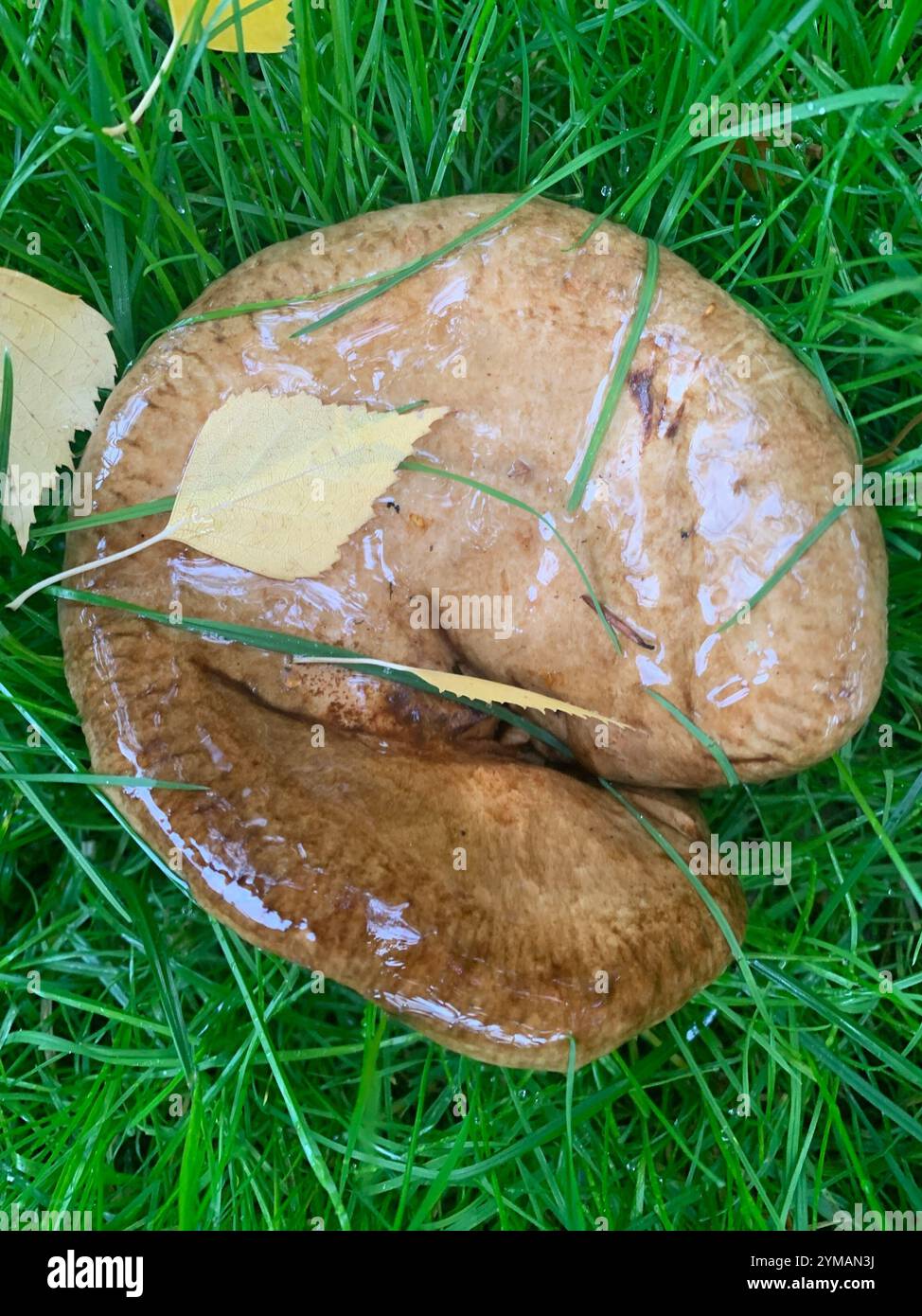 Brown Roll-Rim (Paxillus involutus Stock Photo - Alamy