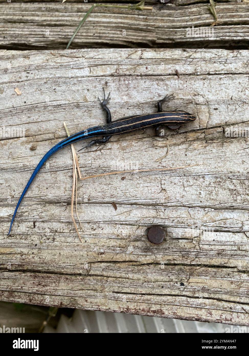 Common Five-lined Skink (Plestiodon fasciatus Stock Photo - Alamy