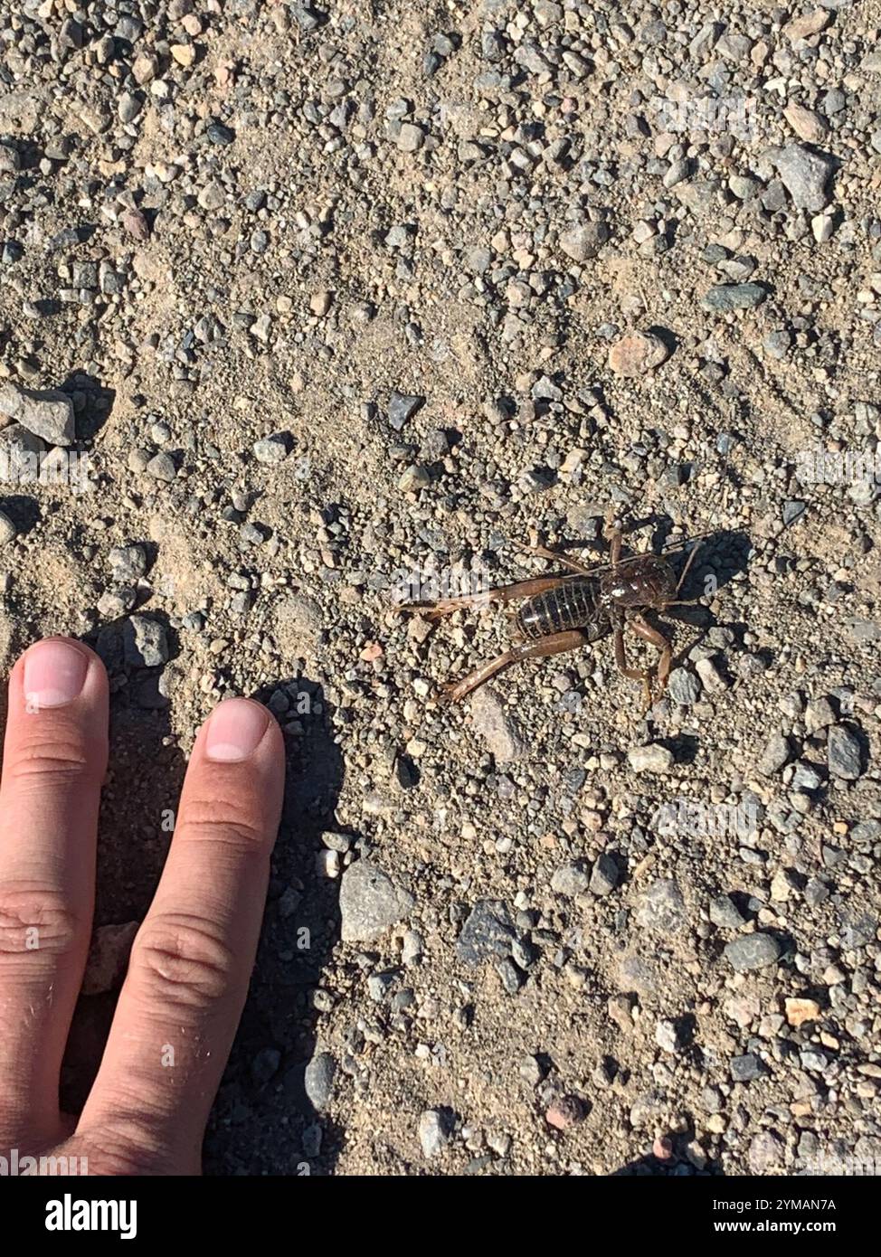 North American Jerusalem Crickets (Ammopelmatus Stock Photo - Alamy