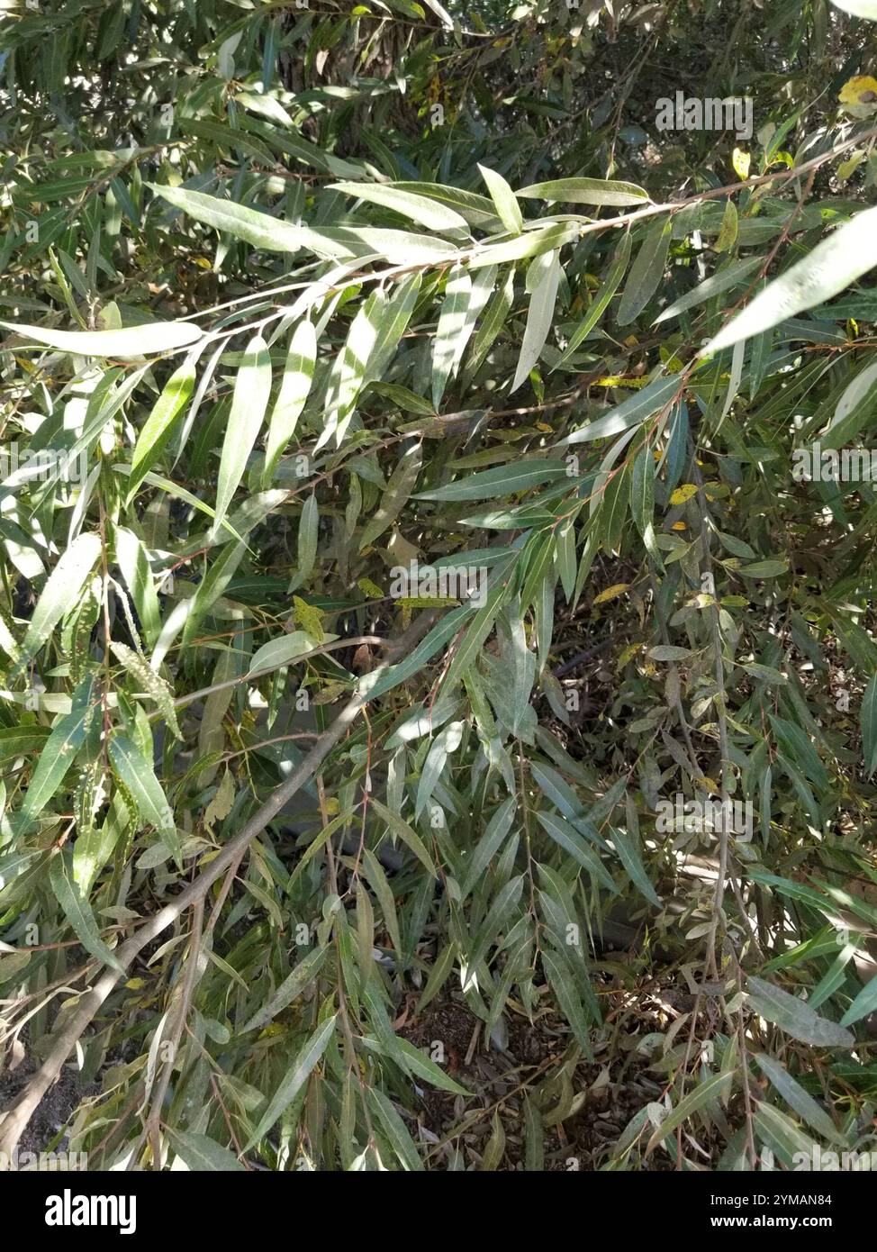 red willow (Salix laevigata Stock Photo - Alamy
