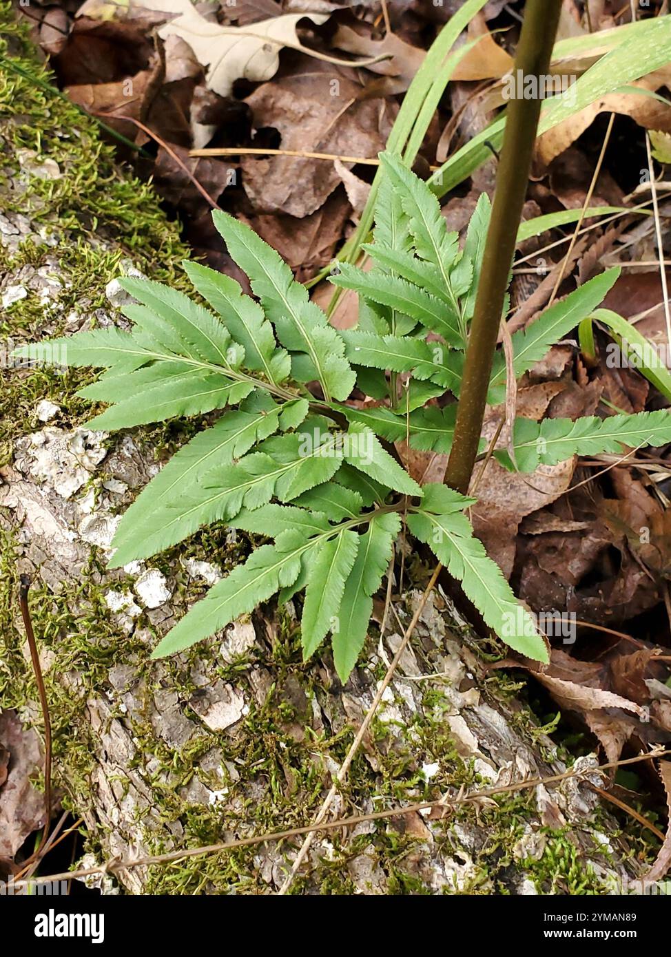 Cutleaf Grapefern (Sceptridium dissectum Stock Photo - Alamy