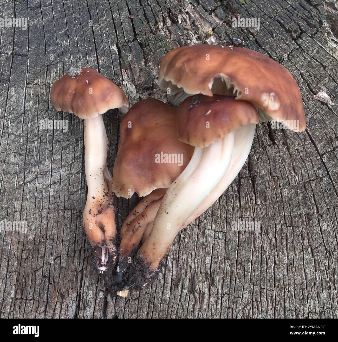 Spindleshank (Gymnopus fusipes Stock Photo - Alamy