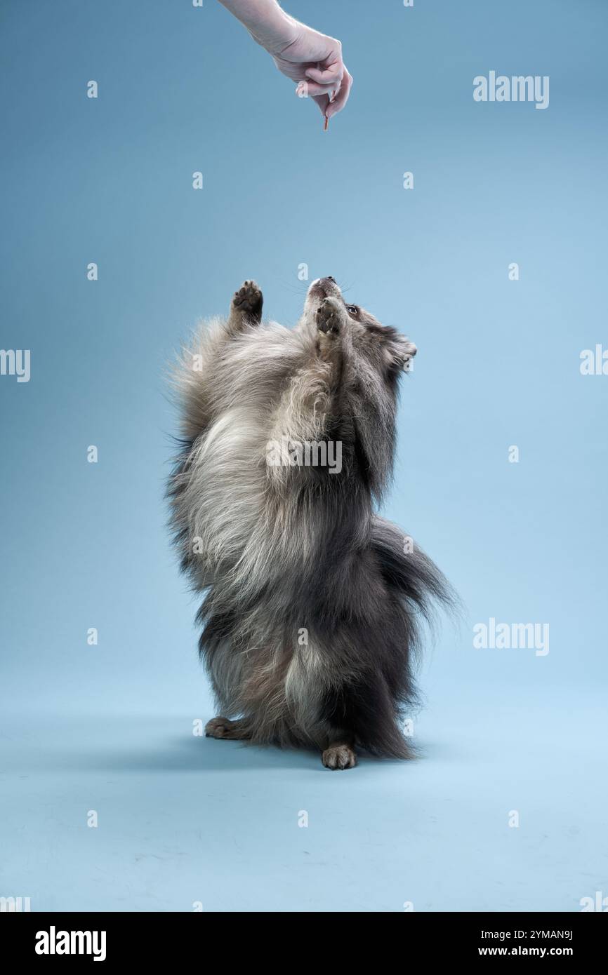Pomeranian blue merle. A fluffy dog stands on its hind legs Stock Photo ...