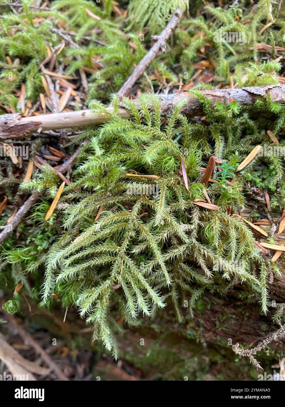 goose neck moss (Rhytidiadelphus Stock Photo - Alamy