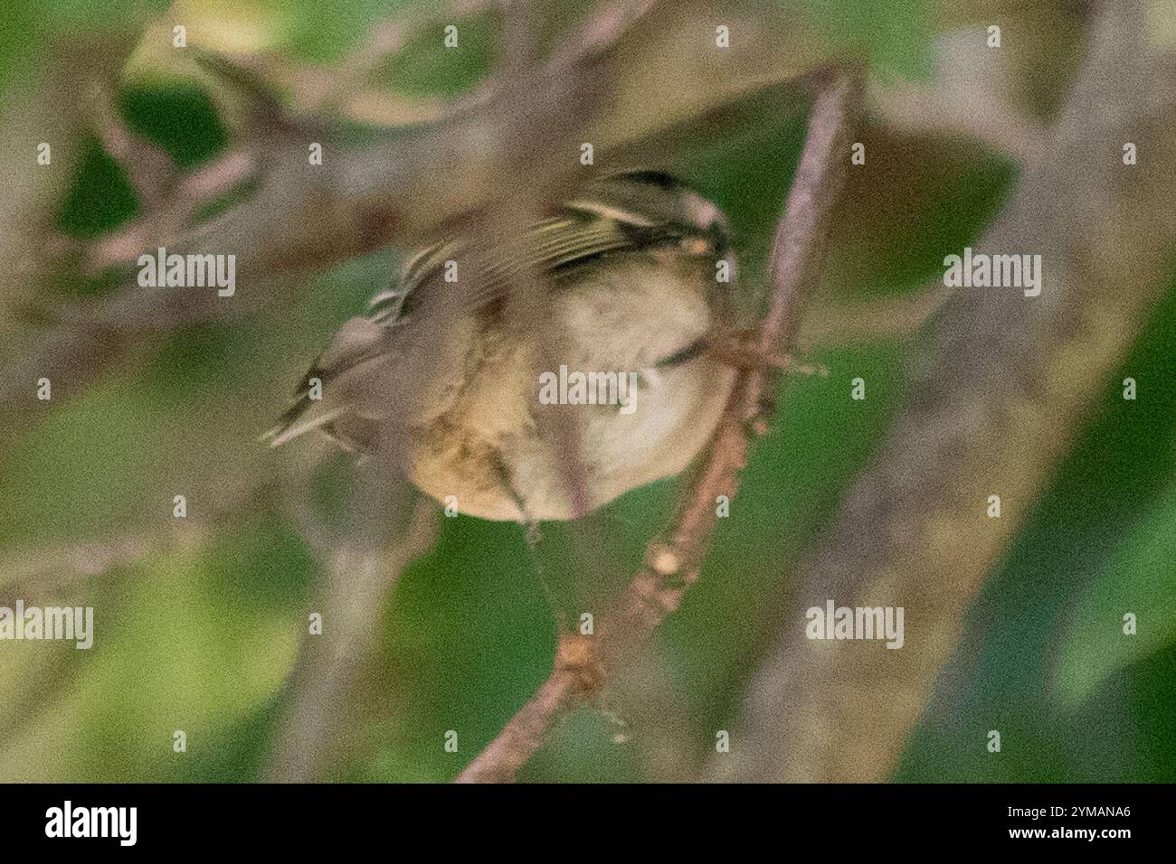Golden-crowned Kinglet (Regulus satrapa Stock Photo - Alamy