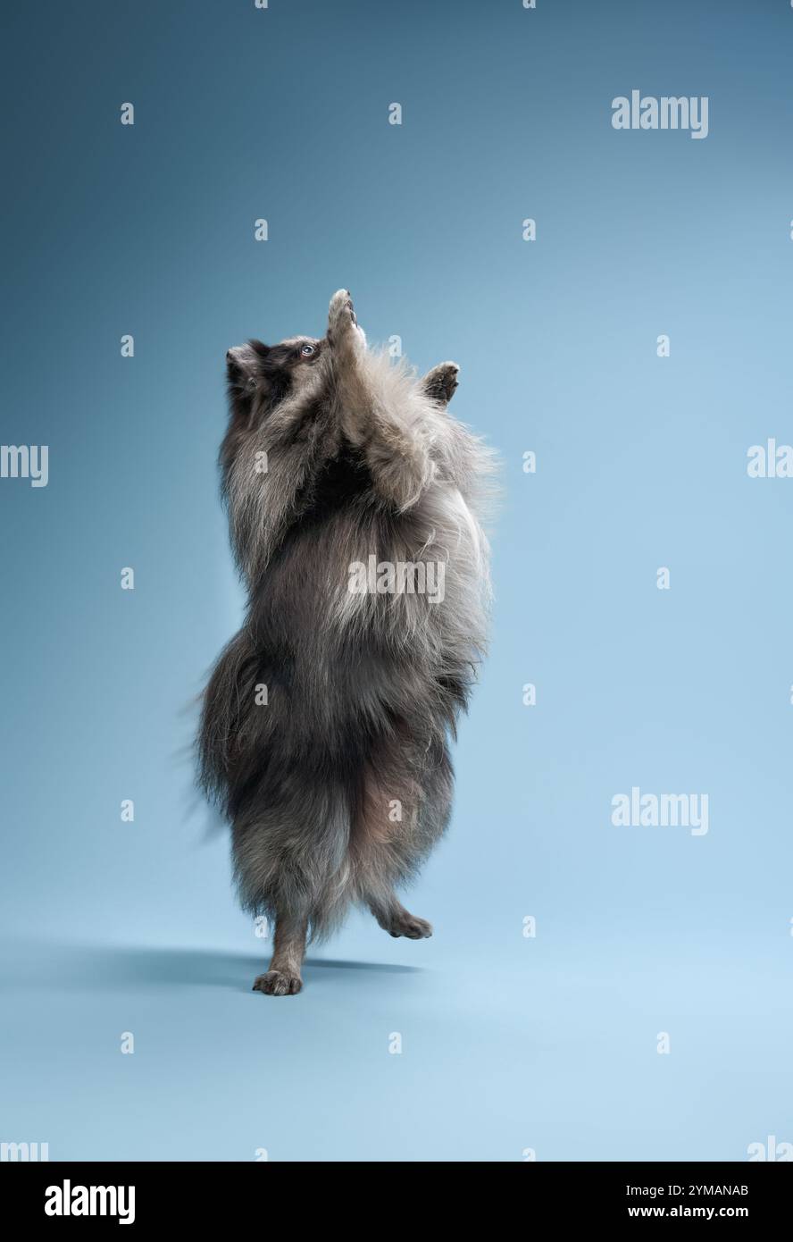 Pomeranian blue merle. A fluffy dog stands on its hind legs Stock Photo ...