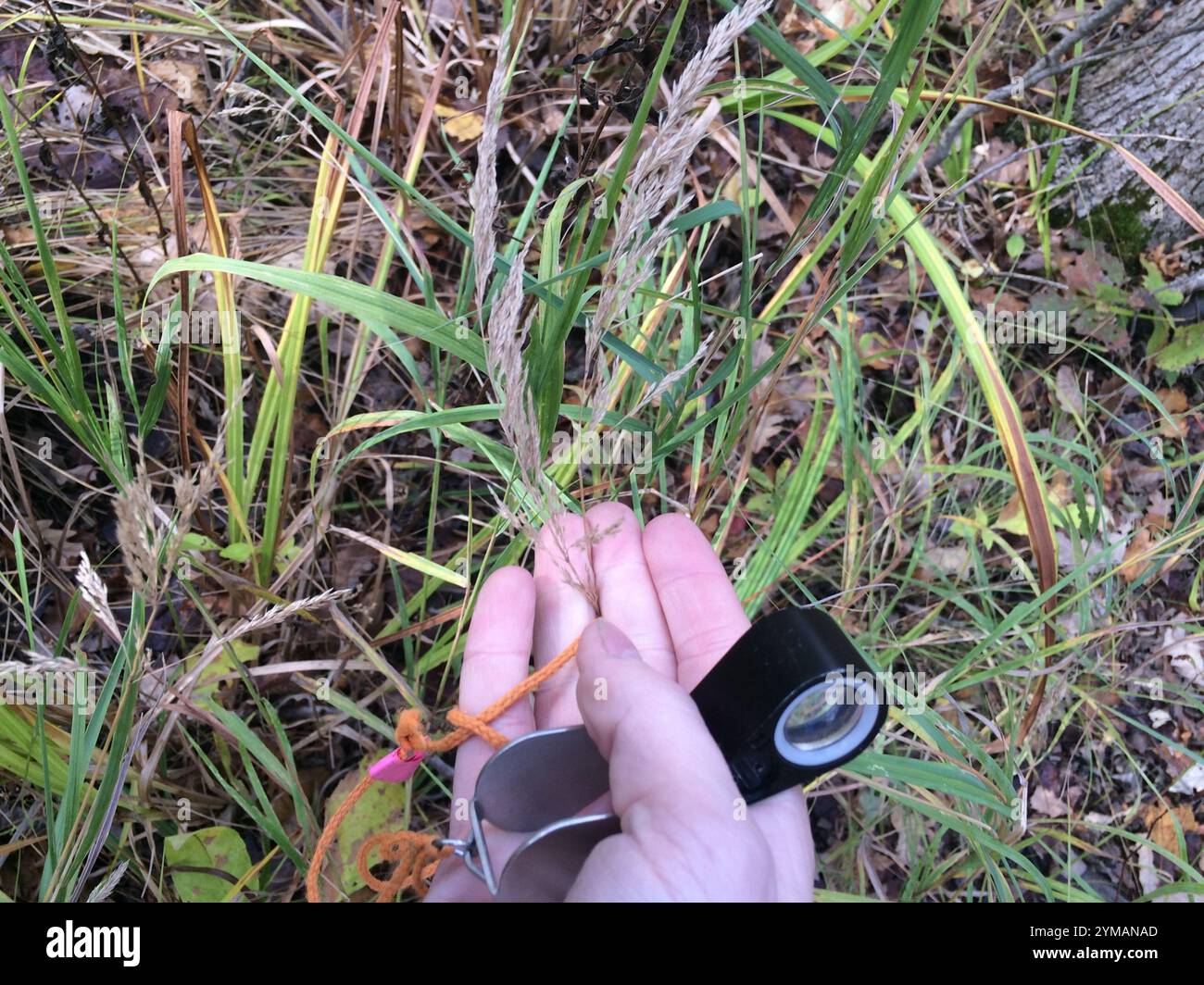 canadian bluejoint (Calamagrostis canadensis Stock Photo - Alamy