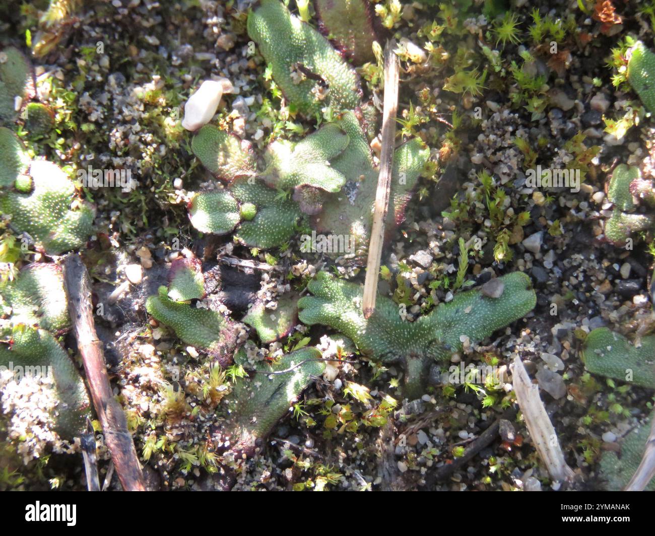 Narrow Mushroom-headed Liverwort (Marchantia quadrata Stock Photo - Alamy