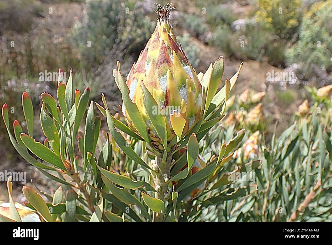 Spinning-top Conebush (Leucadendron rubrum Stock Photo - Alamy