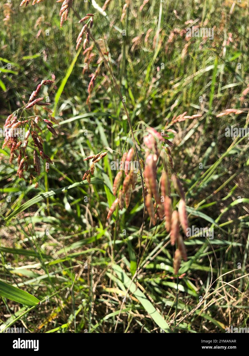 Texas Fluffgrass (Tridens texanus Stock Photo - Alamy