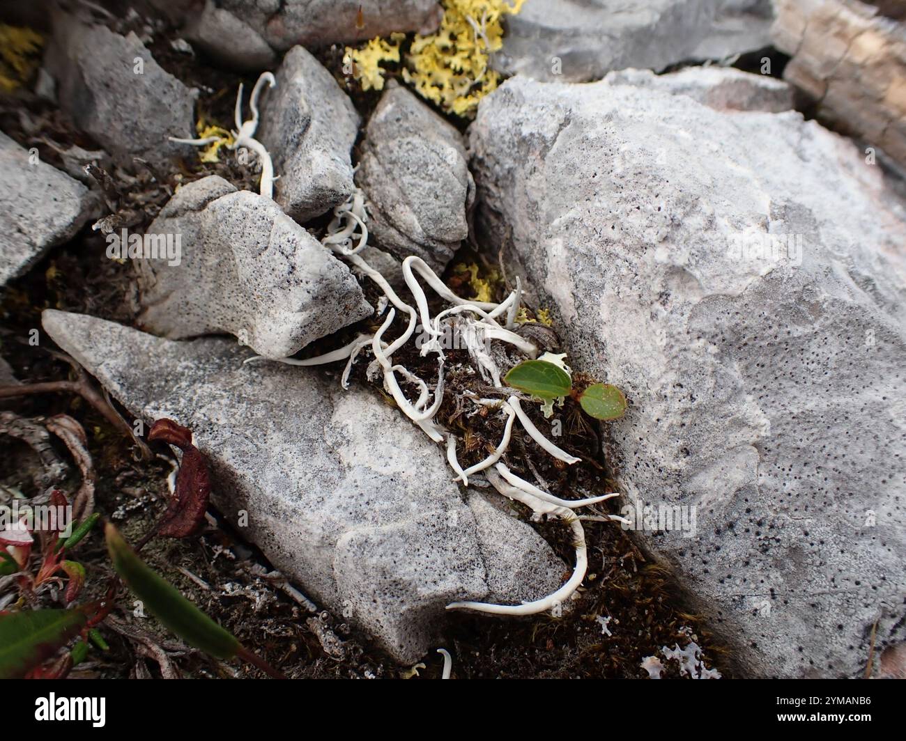 Whiteworm Lichen (Thamnolia vermicularis Stock Photo - Alamy