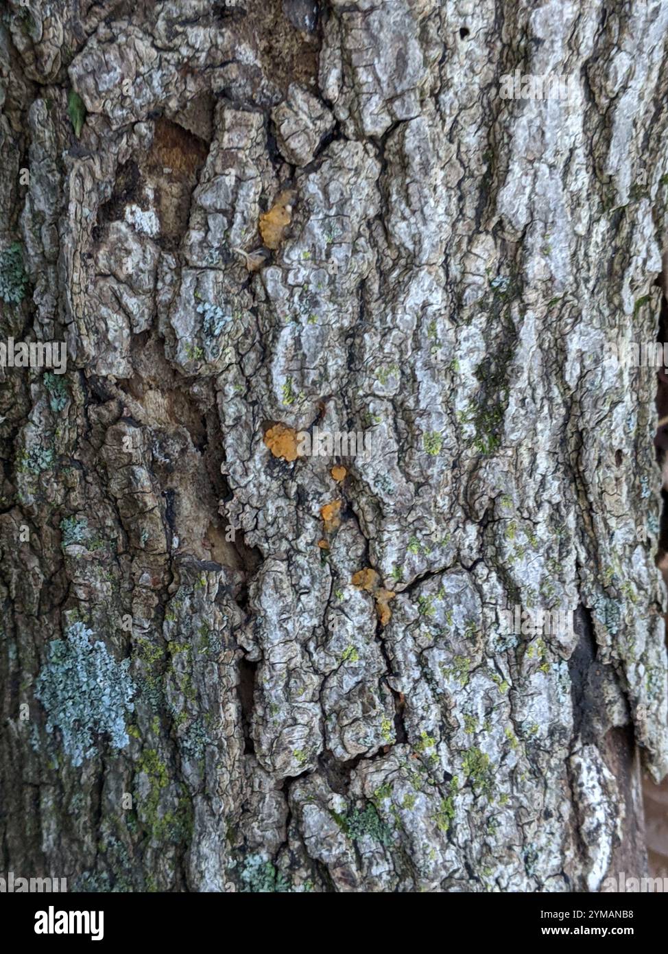 Crystal Brain Fungus (Myxarium nucleatum Stock Photo - Alamy