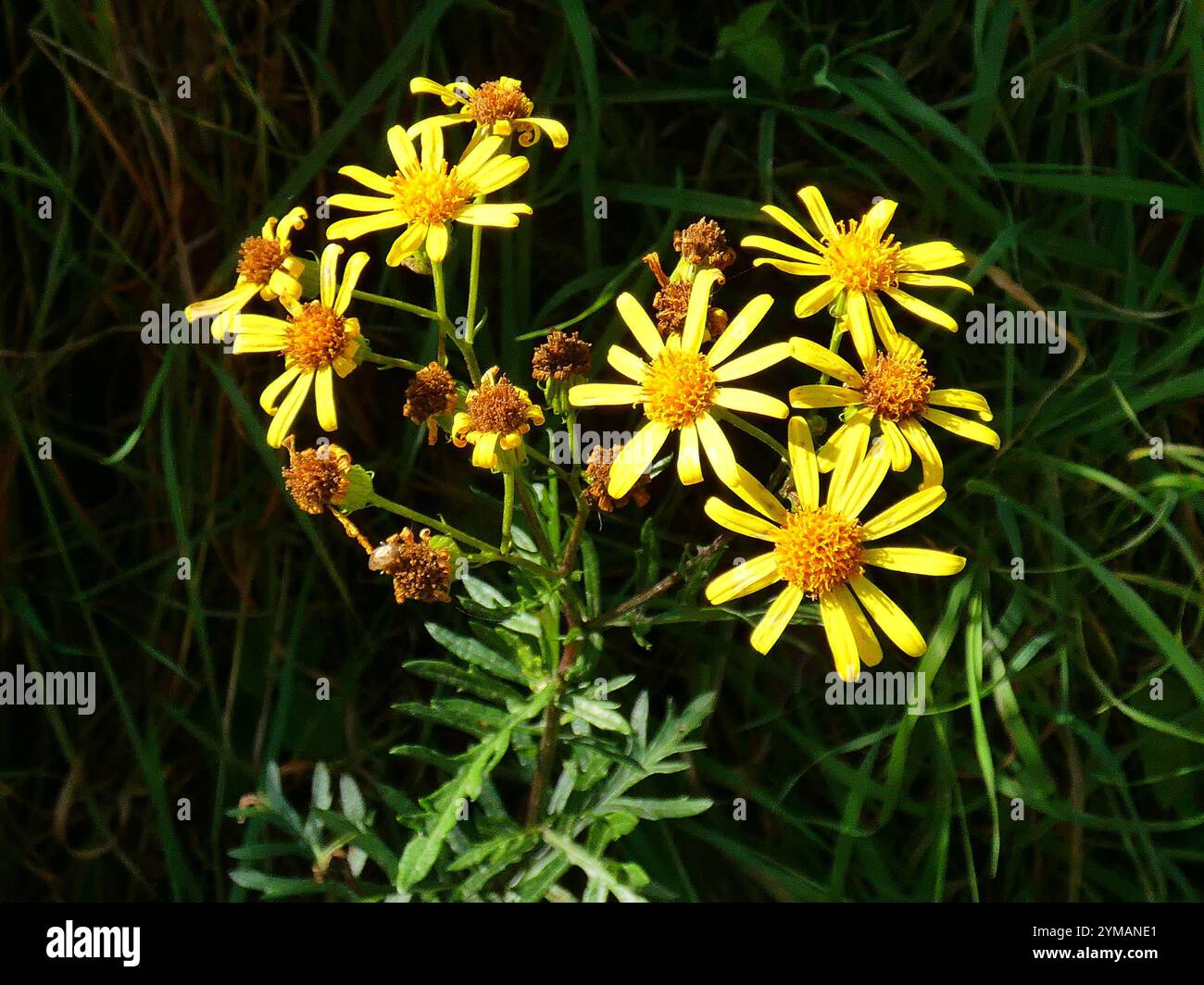 Hoary Ragwort (Jacobaea erucifolia Stock Photo - Alamy