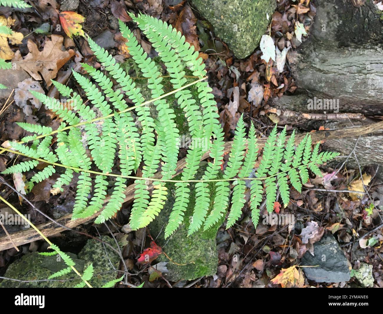 cinnamon fern (Osmundastrum cinnamomeum Stock Photo - Alamy