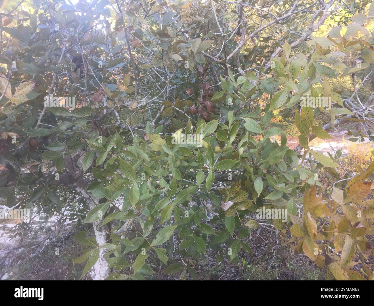 Scrub Hickory (Carya floridana Stock Photo - Alamy