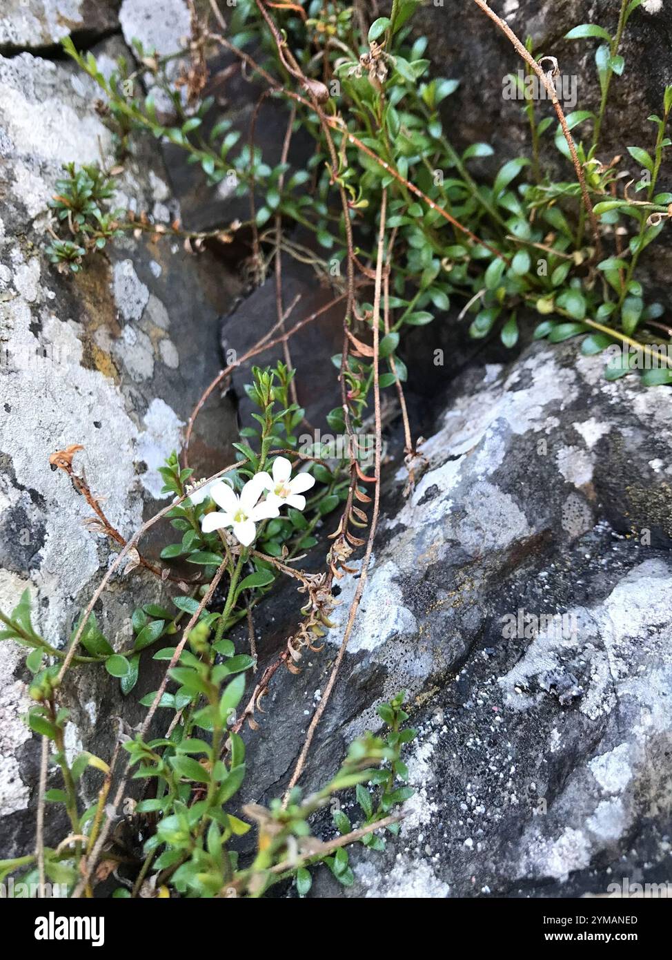 Sea Primrose (Samolus repens Stock Photo - Alamy