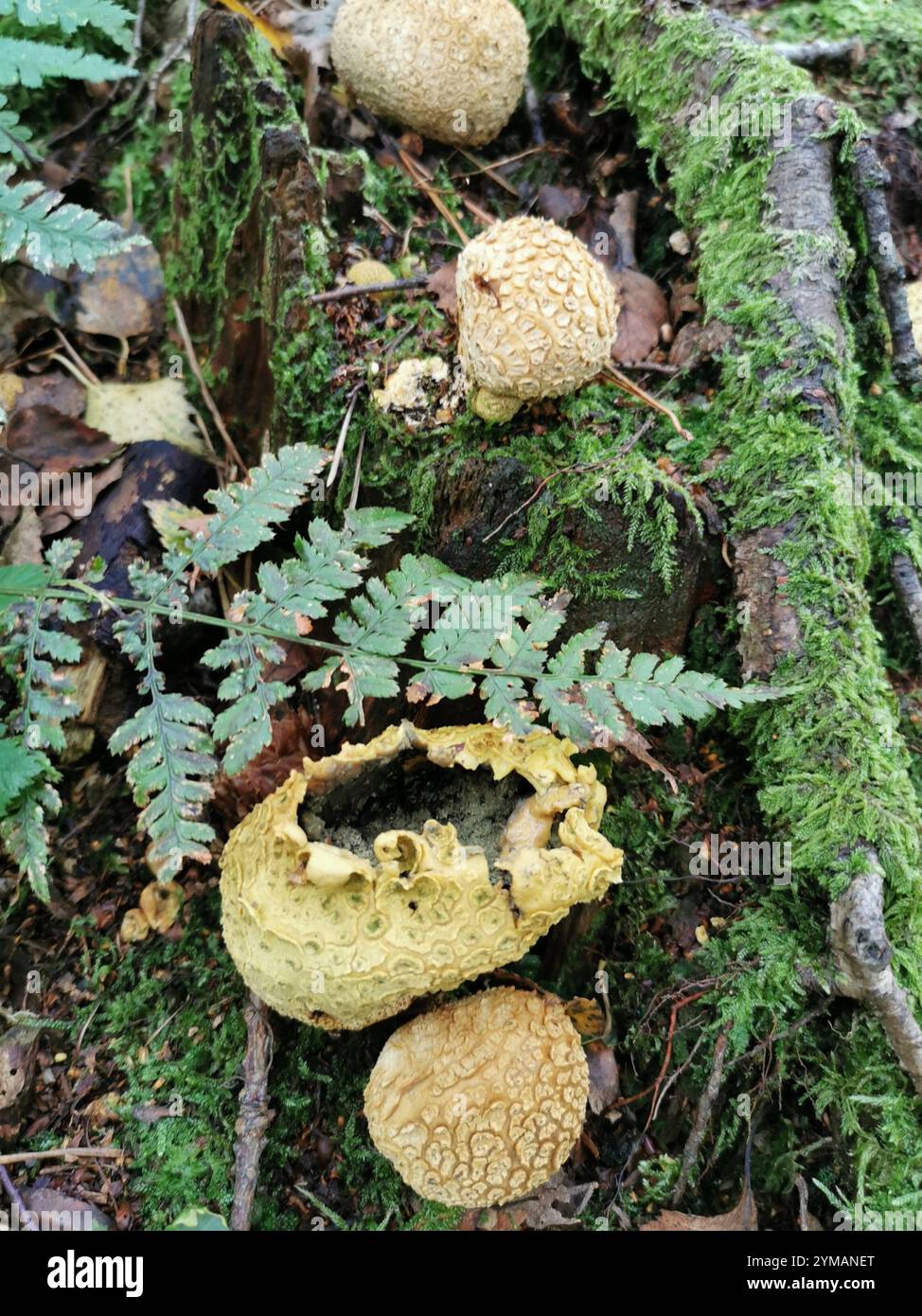 common earthball (Scleroderma citrinum Stock Photo - Alamy