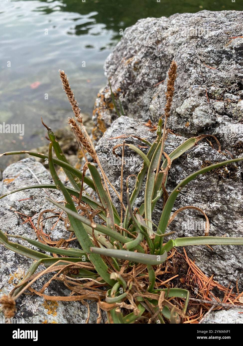 Sea Plantain (Plantago maritima Stock Photo - Alamy