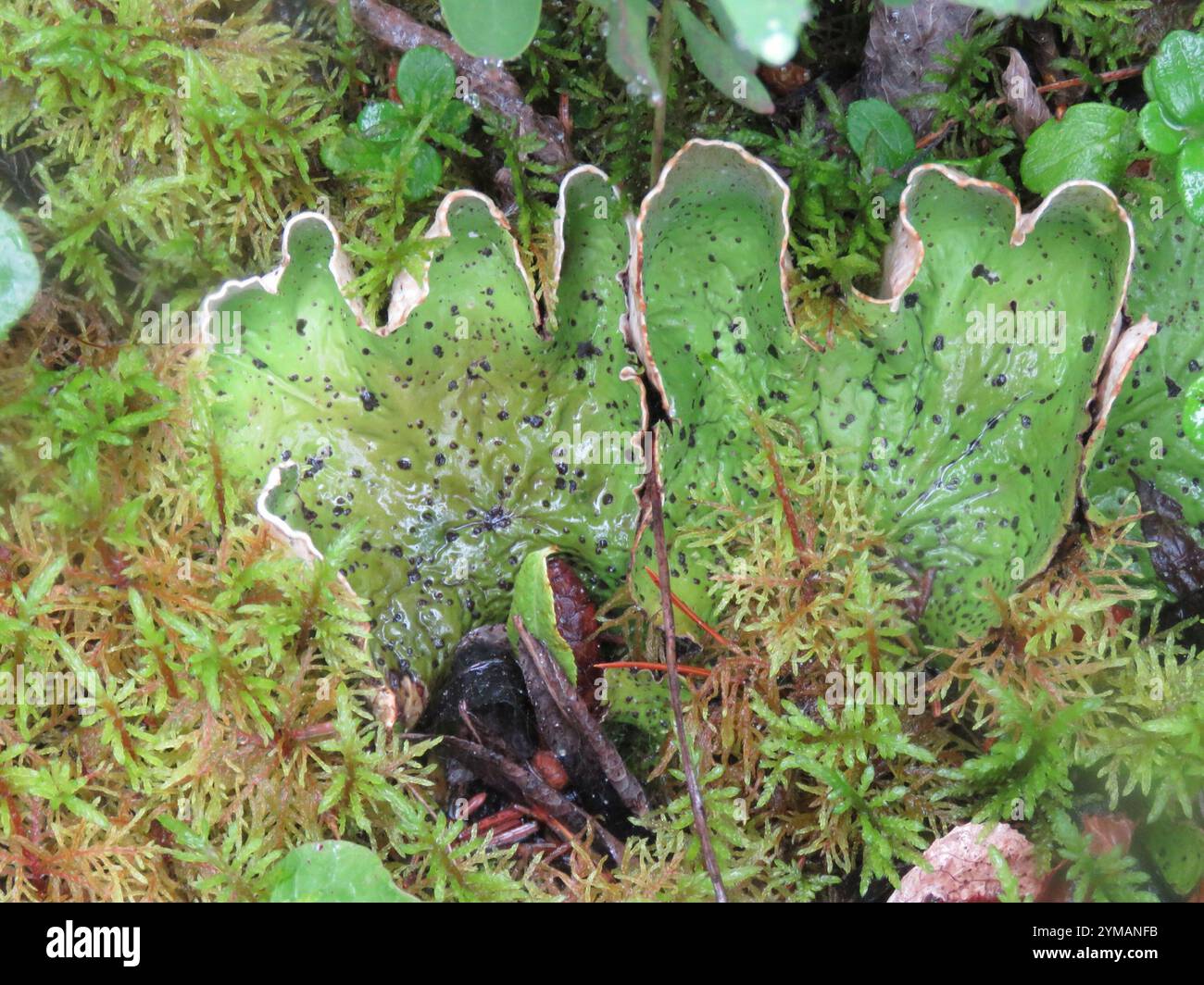 freckled pelt lichen (Peltigera aphthosa Stock Photo - Alamy