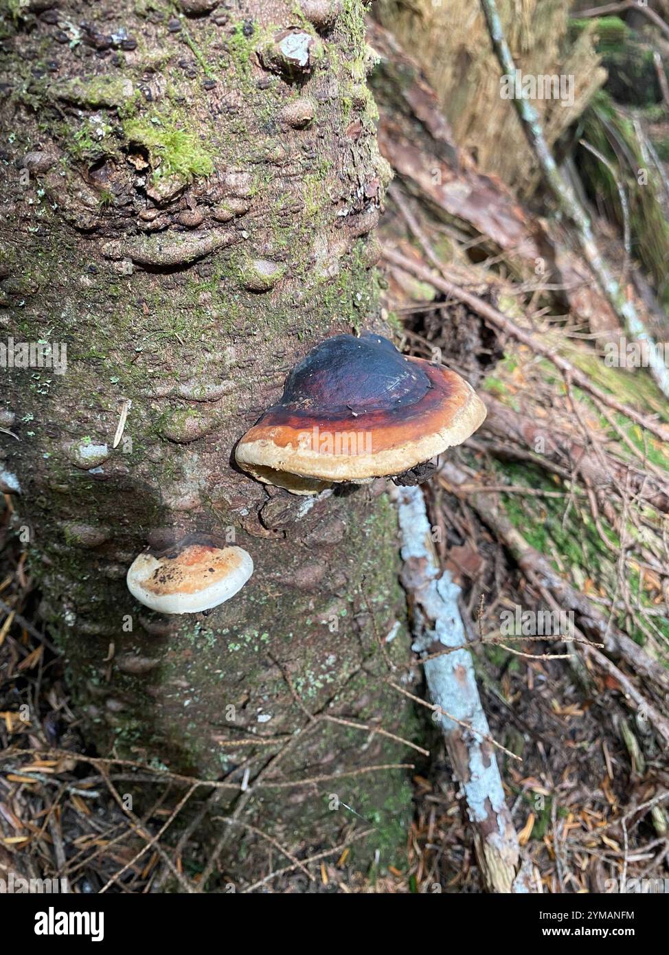 Red-banded Conks (Fomitopsis pinicola Stock Photo - Alamy
