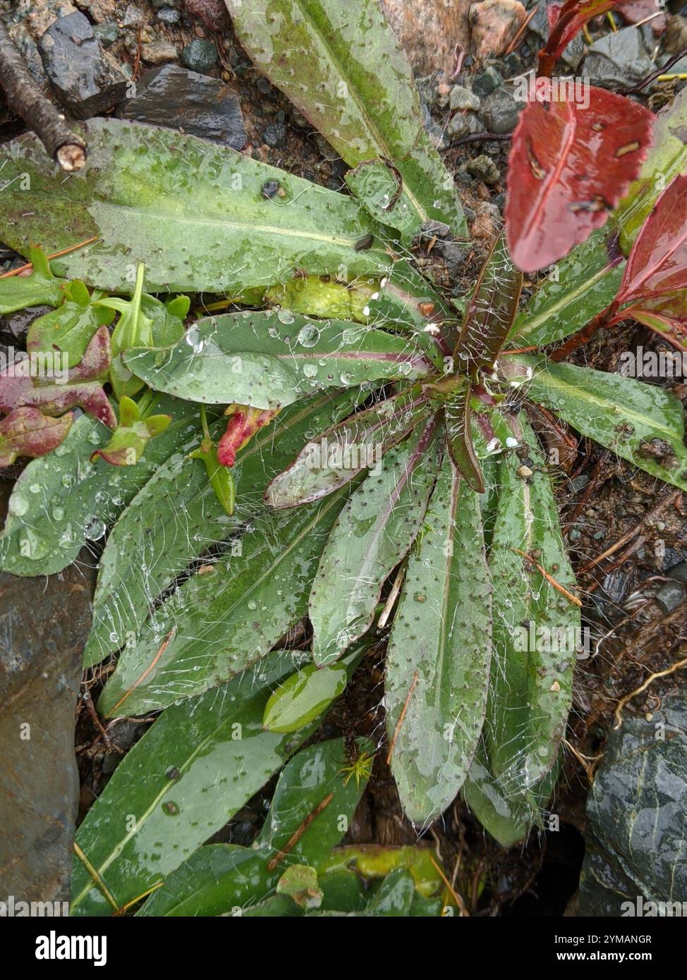 vascular plants (Tracheophyta Stock Photo - Alamy