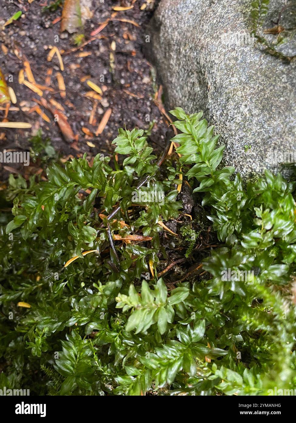 Thyme and Allied Mosses (Plagiomnium Stock Photo - Alamy