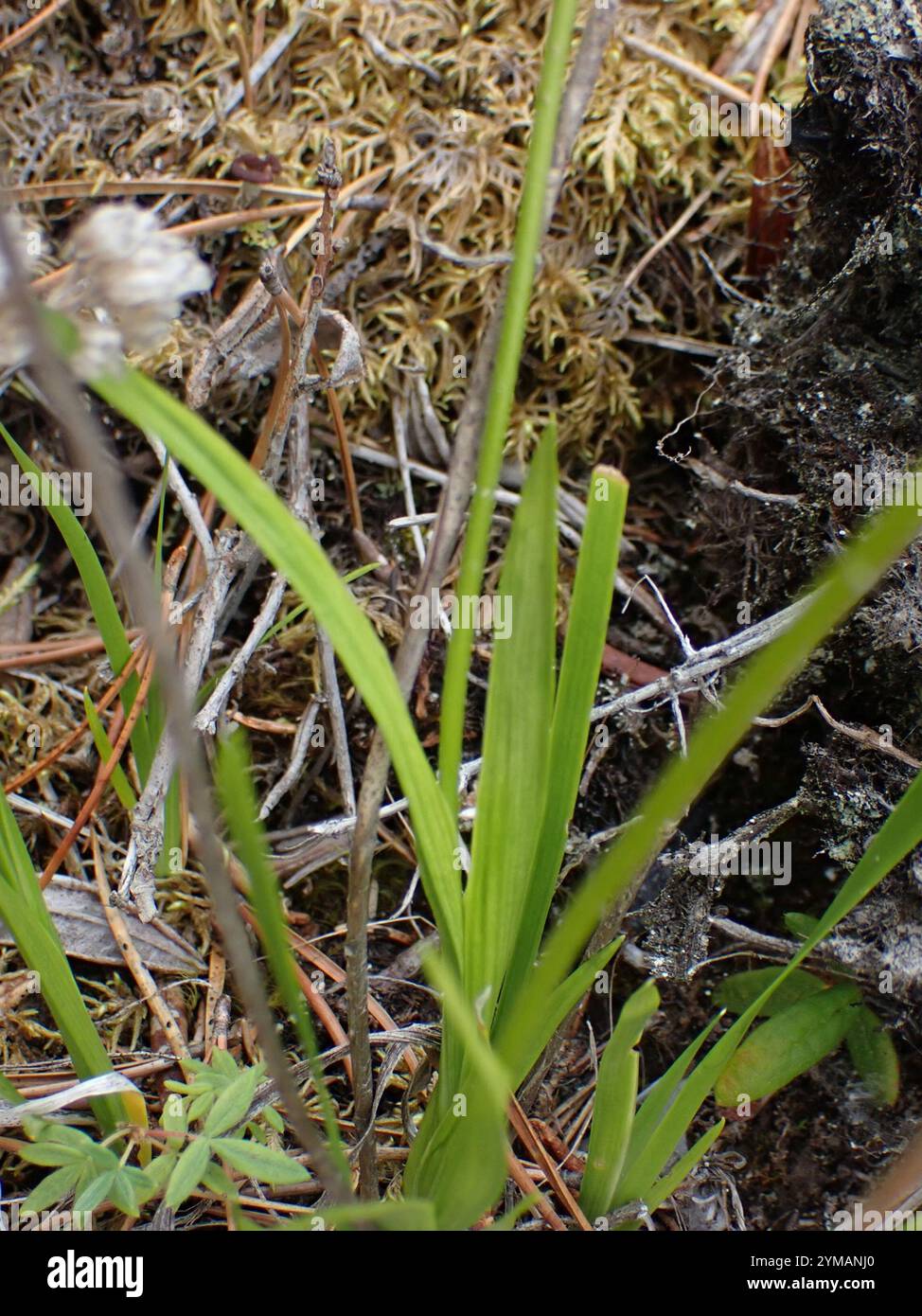 Sticky False Asphodel (Triantha glutinosa Stock Photo - Alamy