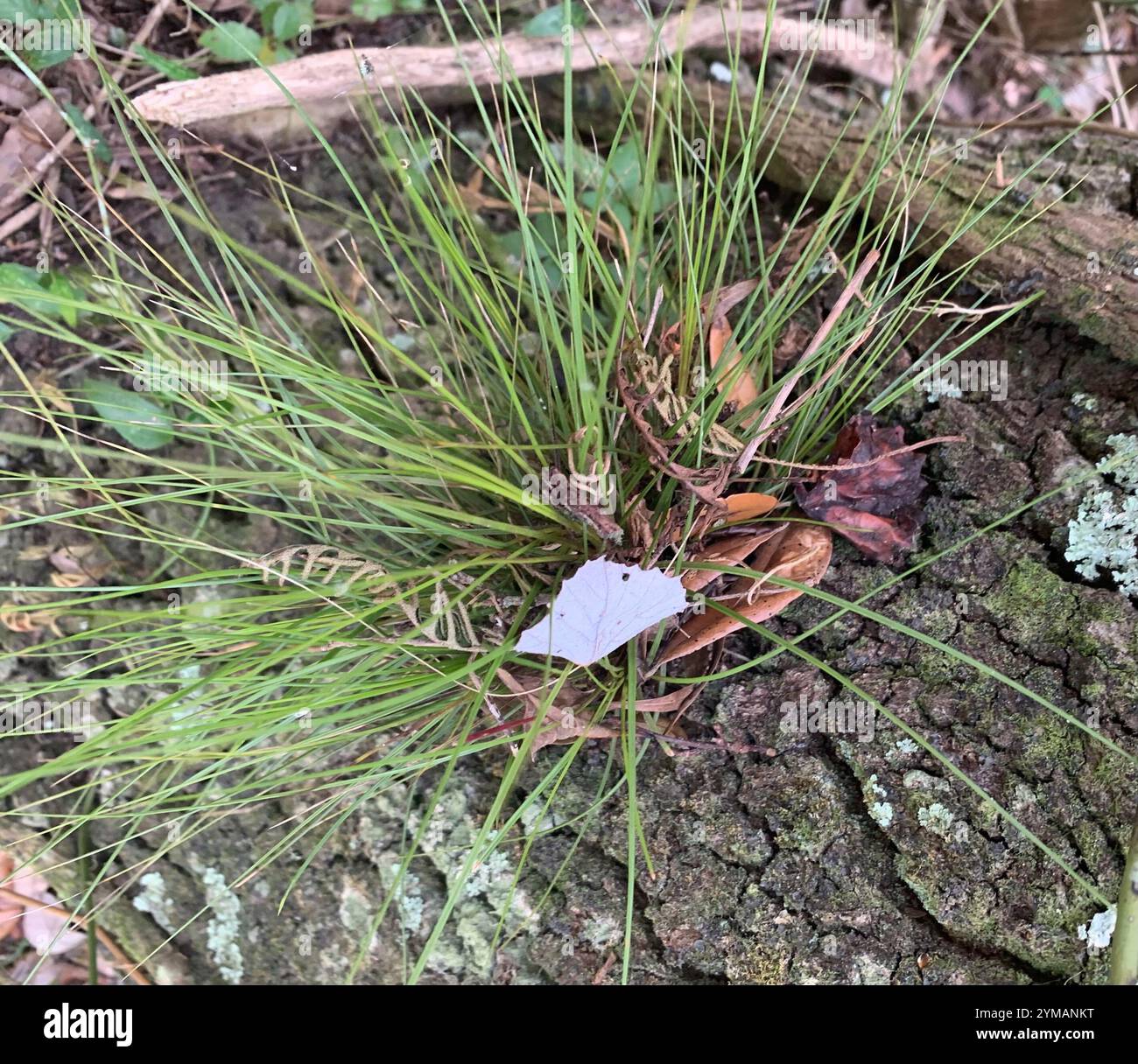 southern needleleaf airplant (Tillandsia setacea Stock Photo - Alamy