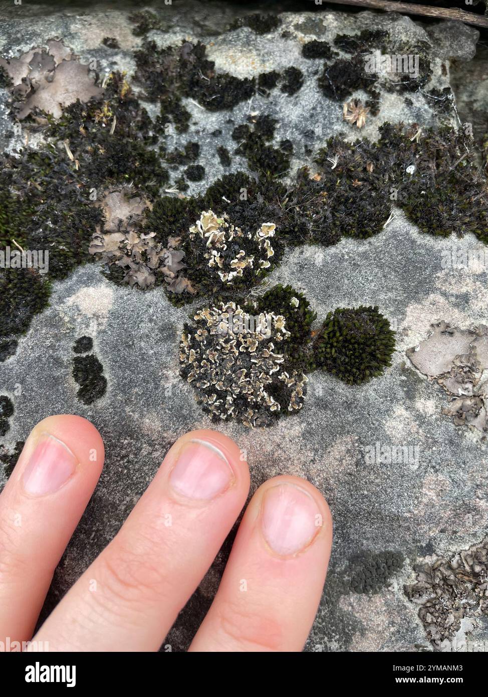 Fishscale Lichens (Psora Stock Photo - Alamy