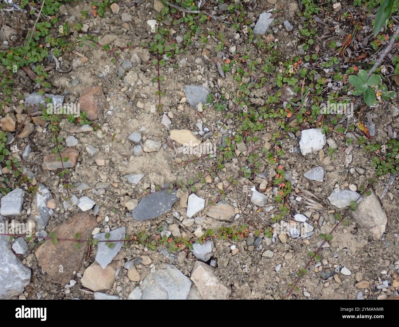 Twinflower (Linnaea borealis Stock Photo - Alamy