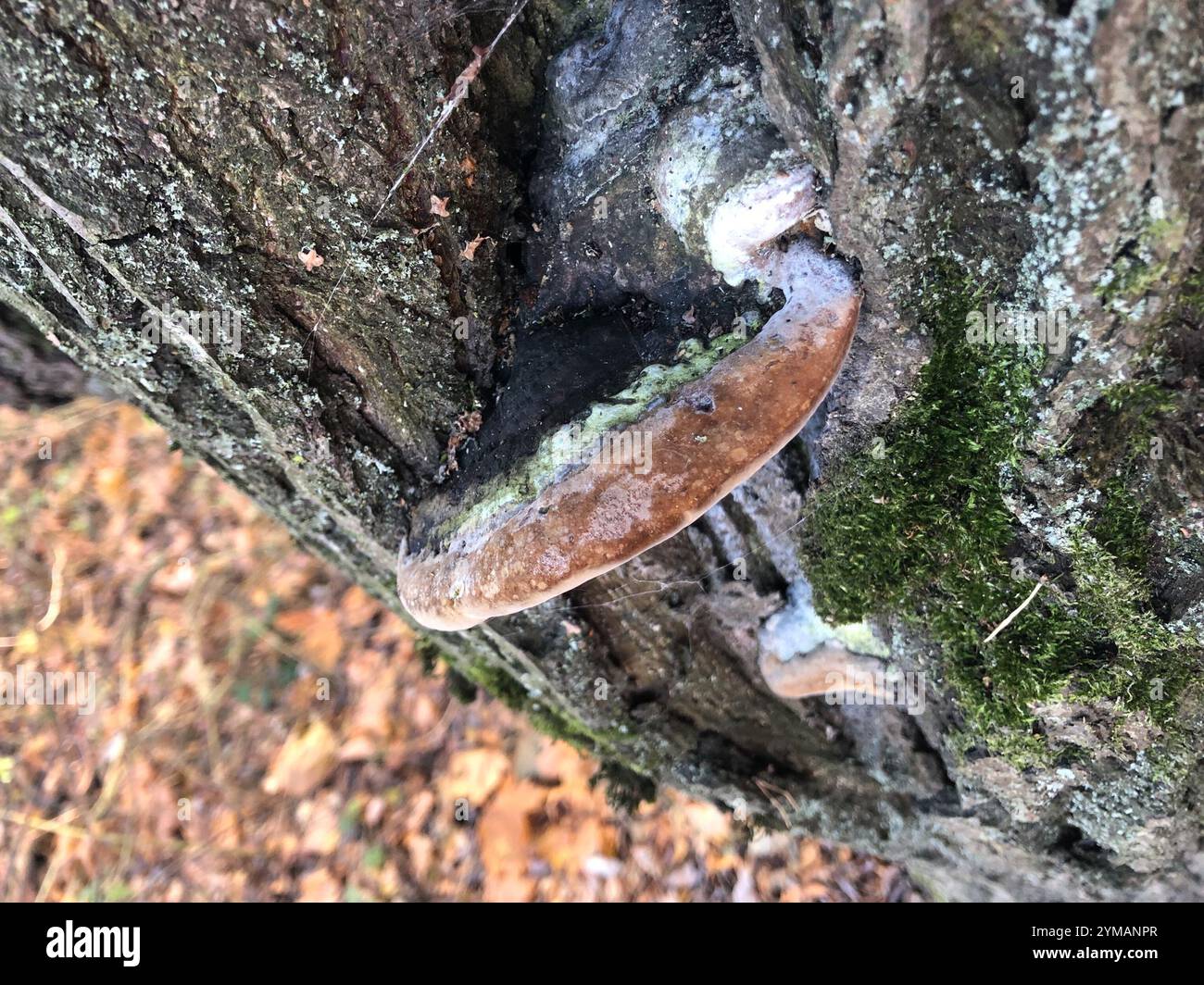 Willow Bracket (Phellinus igniarius Stock Photo - Alamy