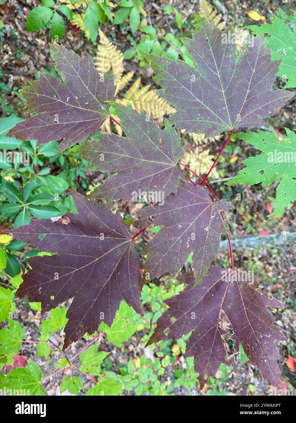 Eastern Red Maple (Acer rubrum rubrum Stock Photo - Alamy