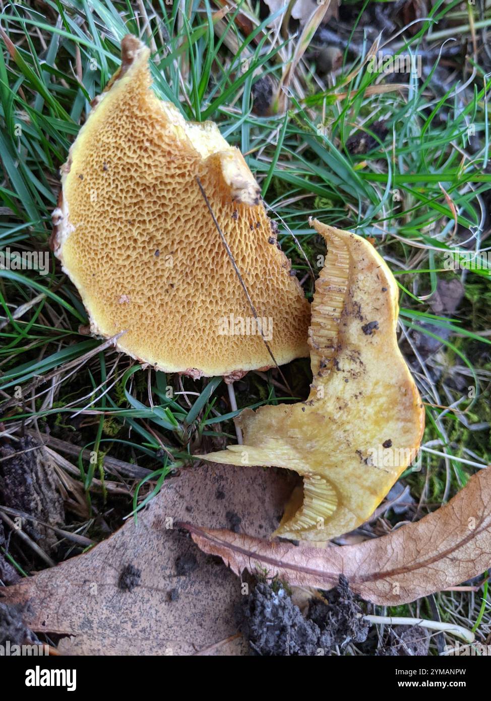 Slippery Jacks (Suillus Stock Photo - Alamy