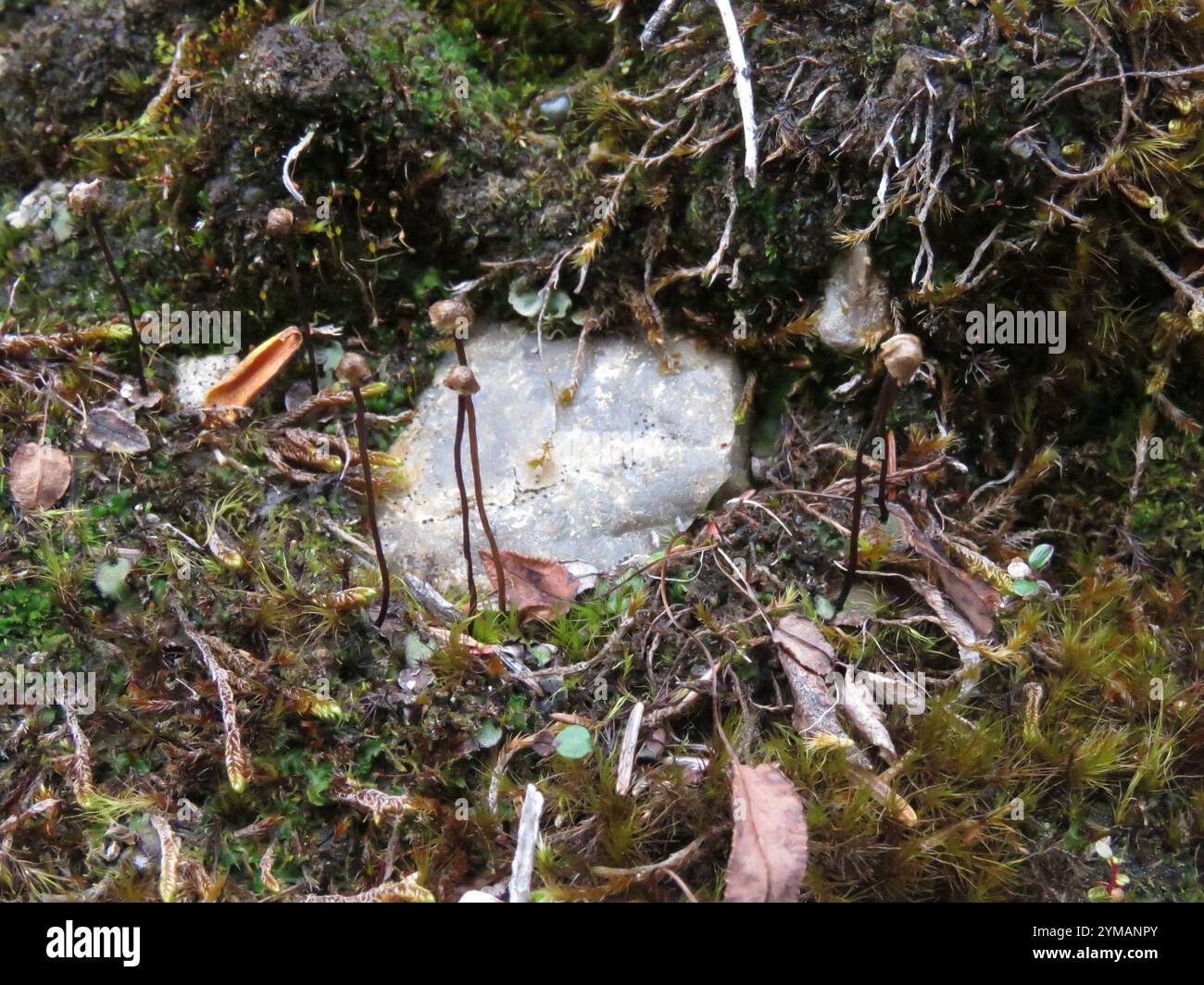 Narrow Mushroom-headed Liverwort (Marchantia quadrata Stock Photo - Alamy