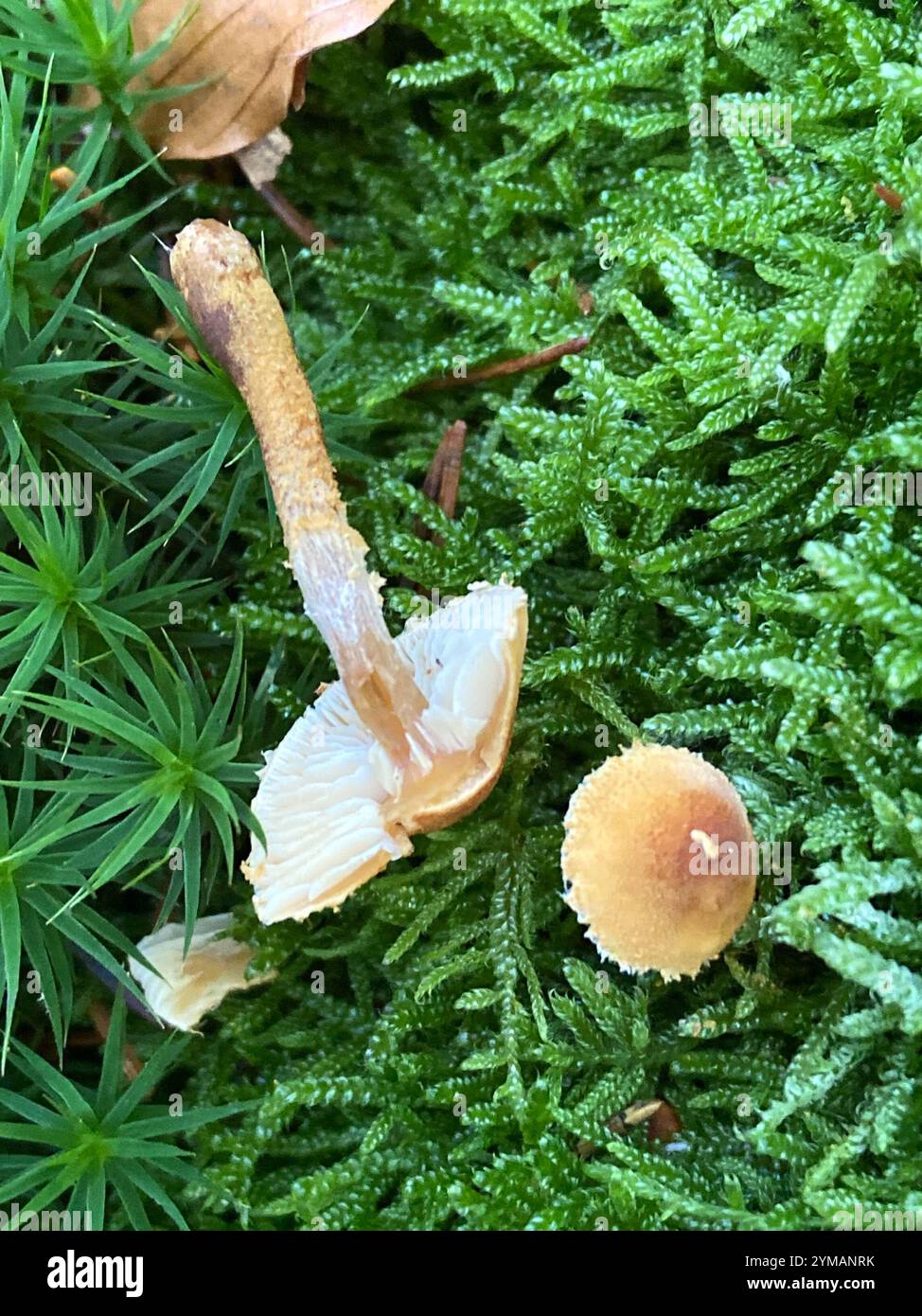 Earthy Powdercap (Cystoderma amianthinum Stock Photo - Alamy