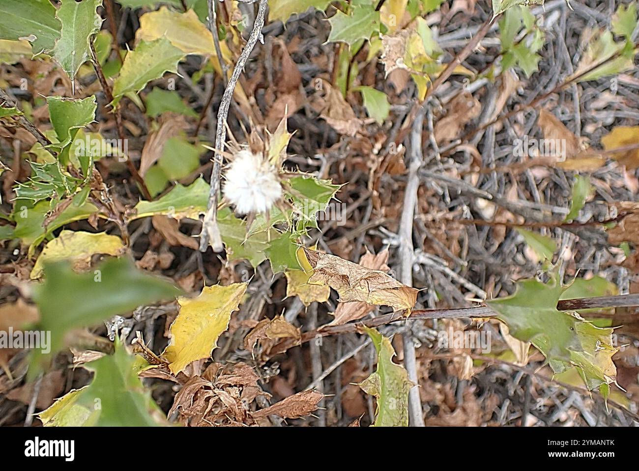 Botterboom (Tylecodon paniculatus Stock Photo - Alamy