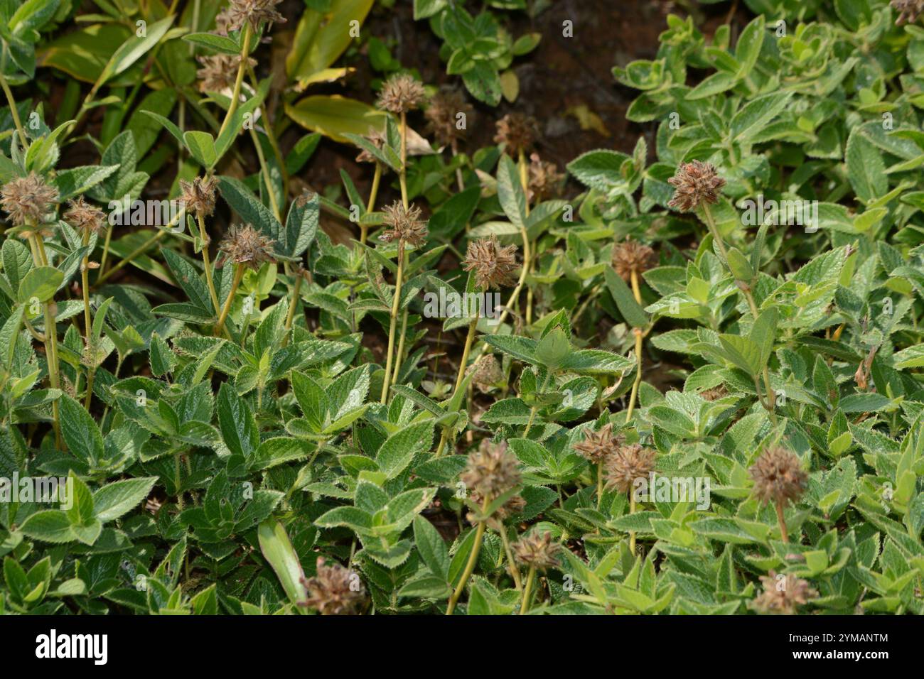 Flemingia hi-res stock photography and images - Alamy
