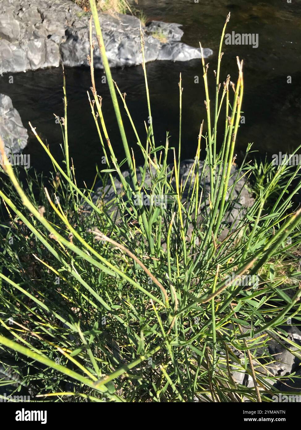 Spanish Broom (Spartium junceum Stock Photo - Alamy