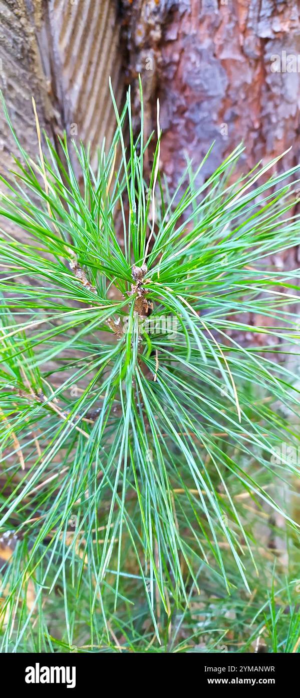 Siberian pine (Pinus sibirica Stock Photo - Alamy
