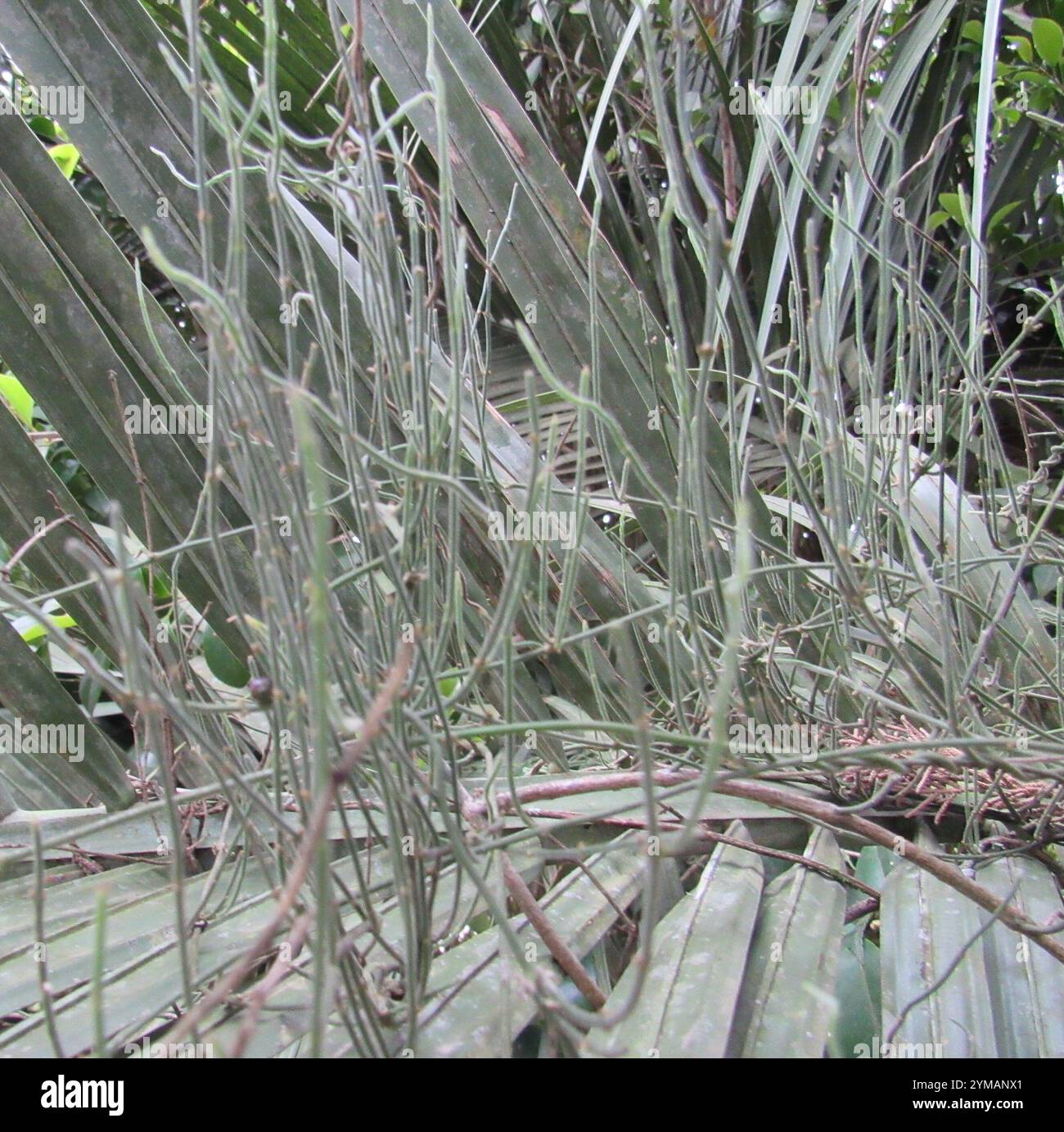 Leafless Swallow-wort (Orthosia scoparia Stock Photo - Alamy
