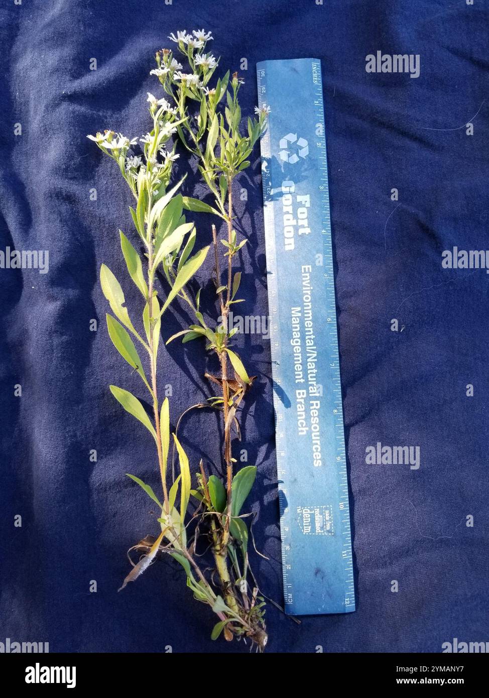 Frost Aster (Symphyotrichum pilosum pilosum Stock Photo - Alamy