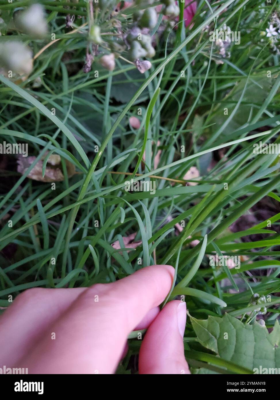 Garlic Chives (Allium tuberosum Stock Photo - Alamy