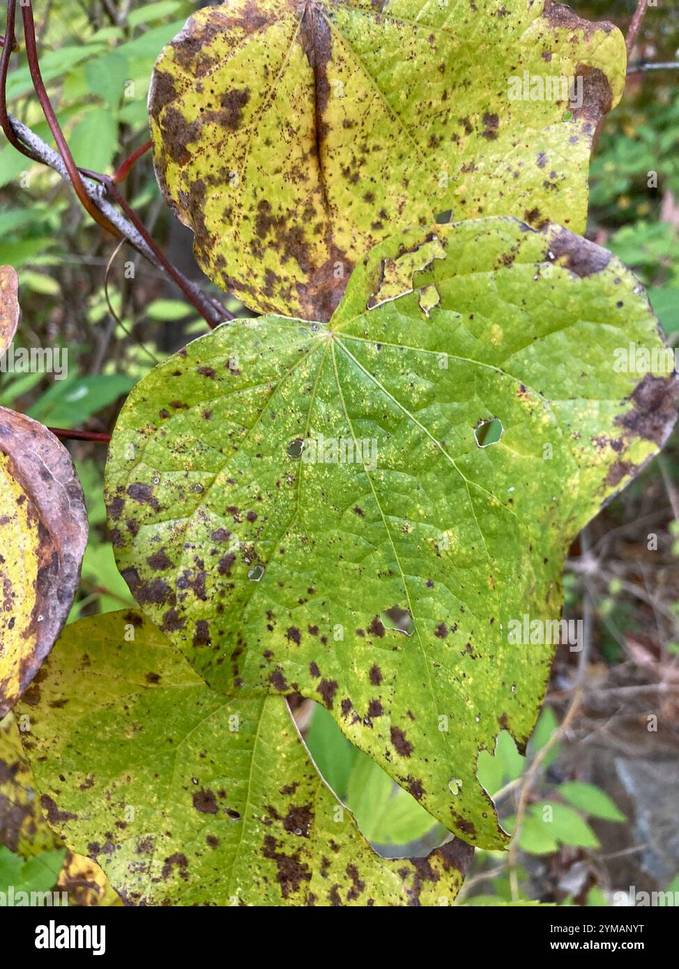 moonseed (Menispermum canadense Stock Photo - Alamy