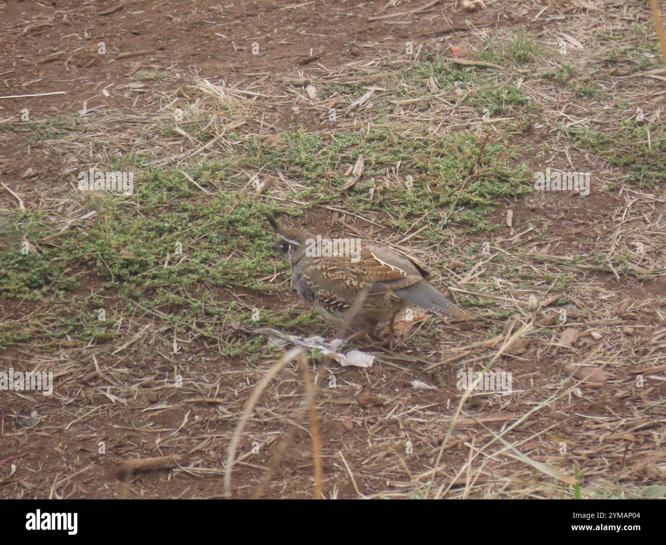 California Quail (Callipepla californica Stock Photo - Alamy