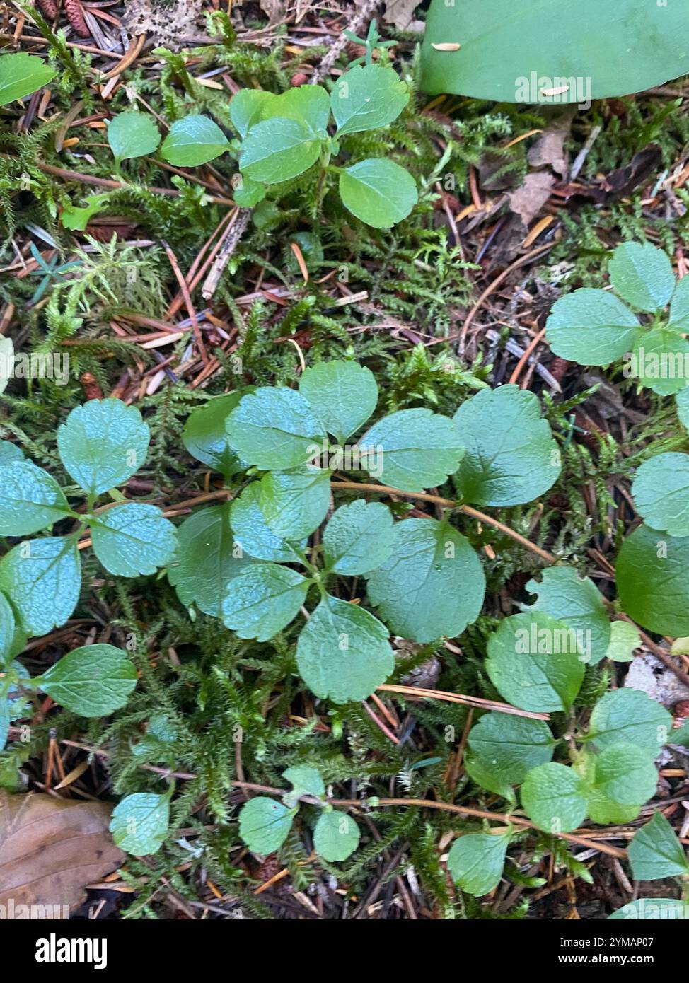 Twinflower (Linnaea borealis Stock Photo - Alamy