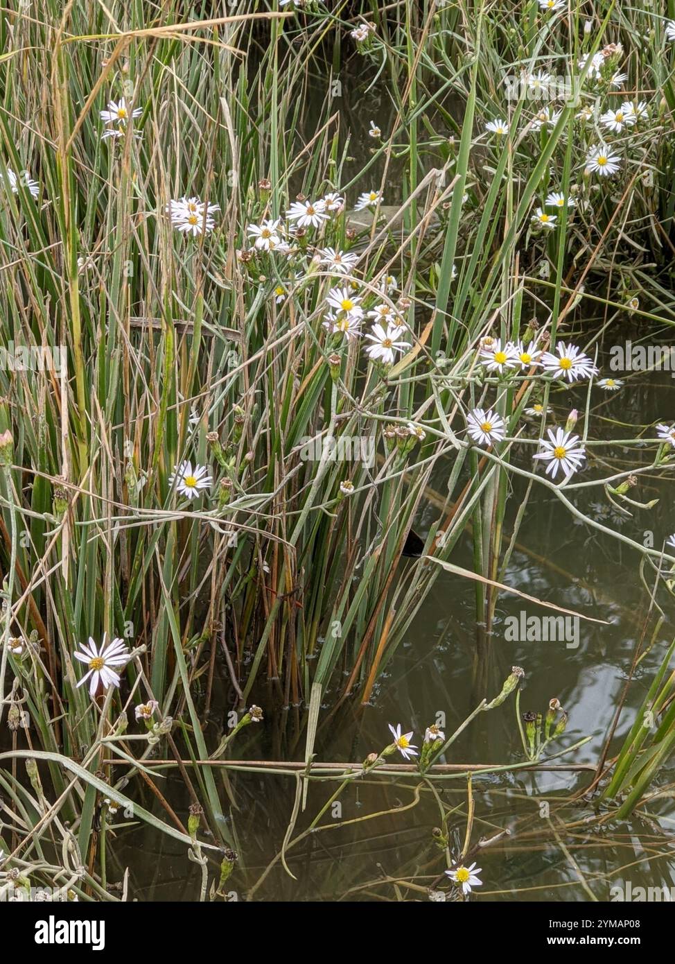 Perennial Saltmarsh Aster (Symphyotrichum tenuifolium Stock Photo - Alamy